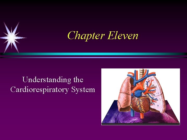 Chapter Eleven Understanding the Cardiorespiratory System The Heart