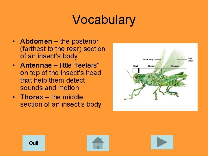 What is an Insect Links The Basics Characteristics