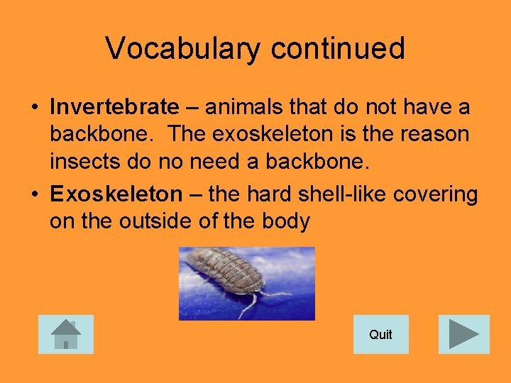 What is an Insect Links The Basics Characteristics