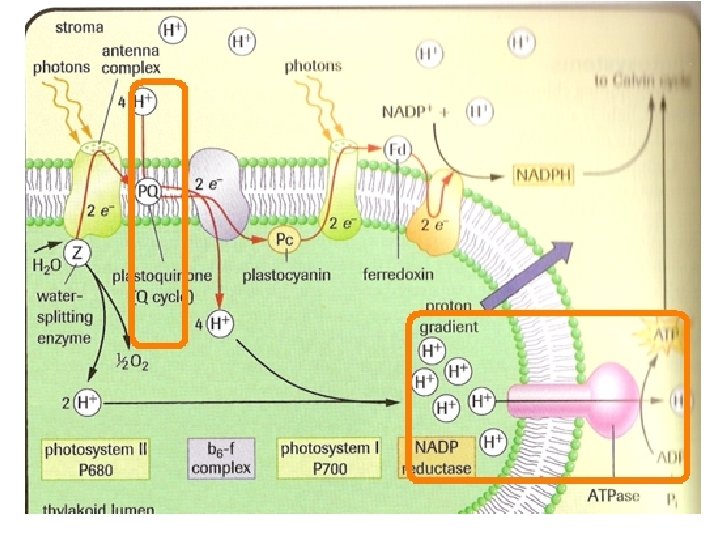 Cyclic electron flow Starving plants trying to survive
