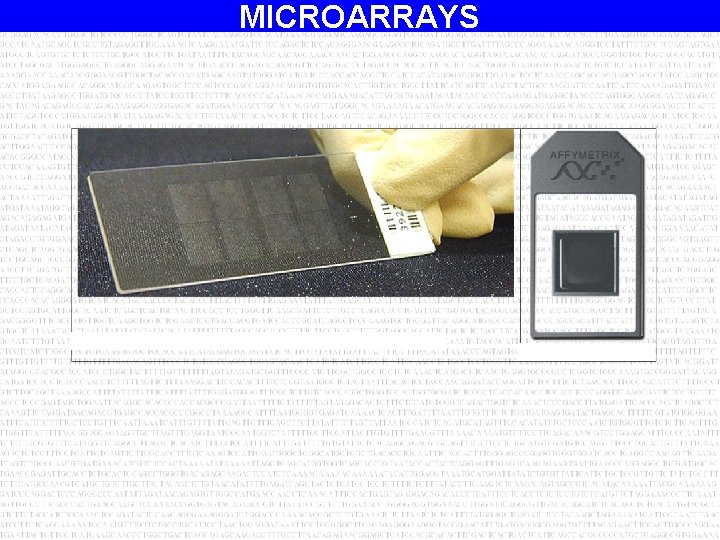MICROARRAYS GENOMA CONJUNTO DE TODOS LOS GENES DE