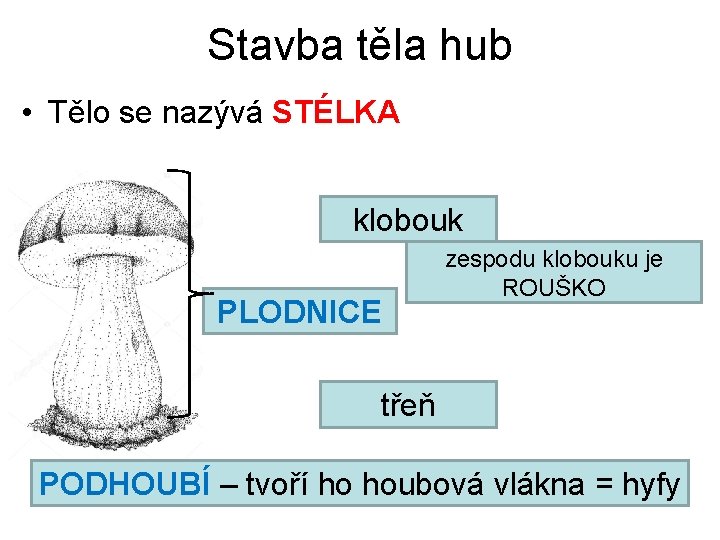 HOUBY Houby Jsou jedno i mnohobunn Neobsahuj chlorofyl