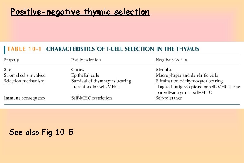 Chapter 10 Tcell maturation activation Topics 1 T