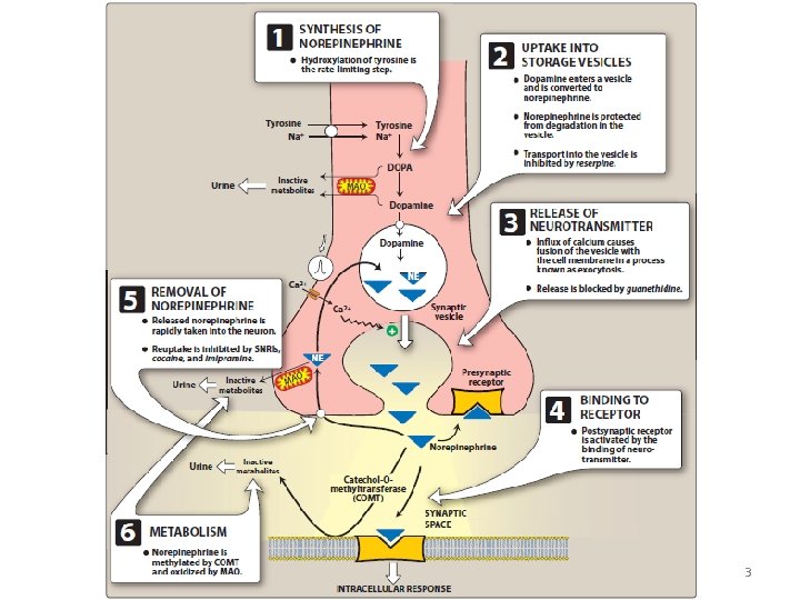 Adrenergic Agonists 1 THE ADRENERGIC NEURON Adrenergic neurons