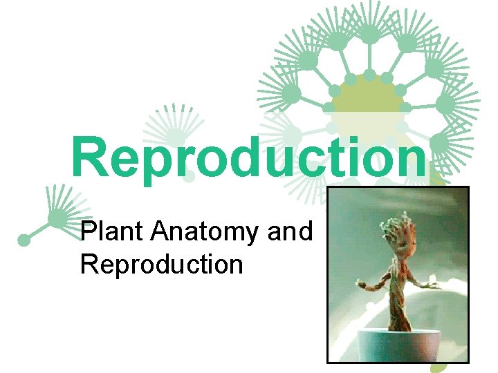 Reproduction Plant Anatomy and Reproduction How do plants
