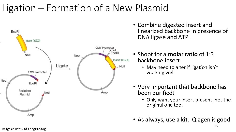 Cloning Overview 42919 Monday Night Meeting Ben Maldonato