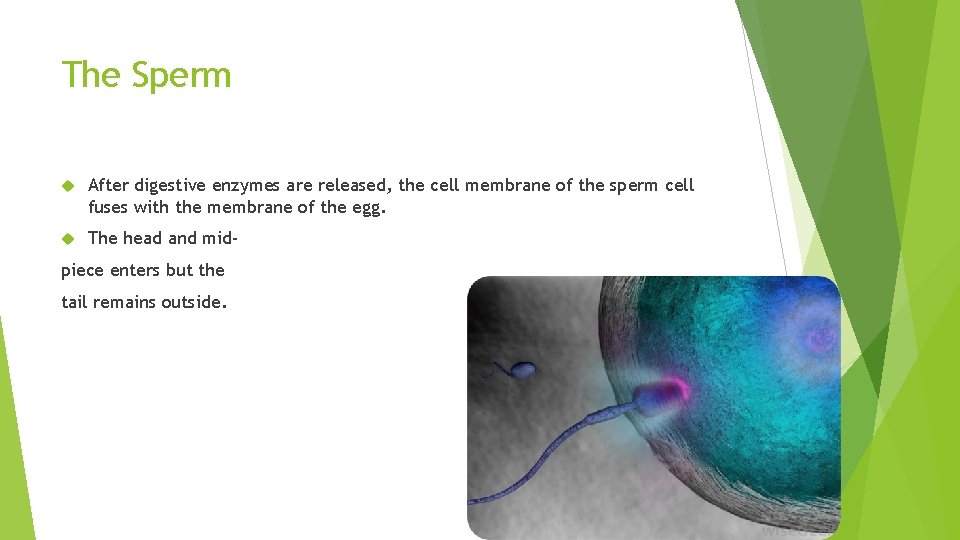 Gestation Student Objectives 1 Sequence the events of