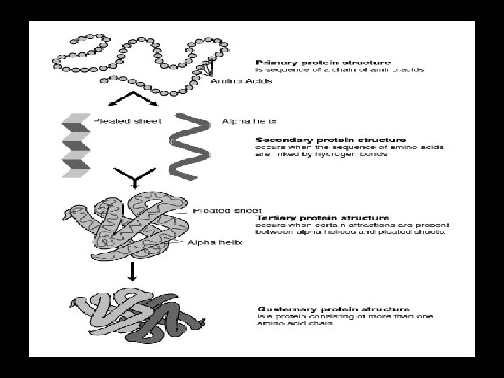 Proteins Proteins Protein from the Greek protas meaning