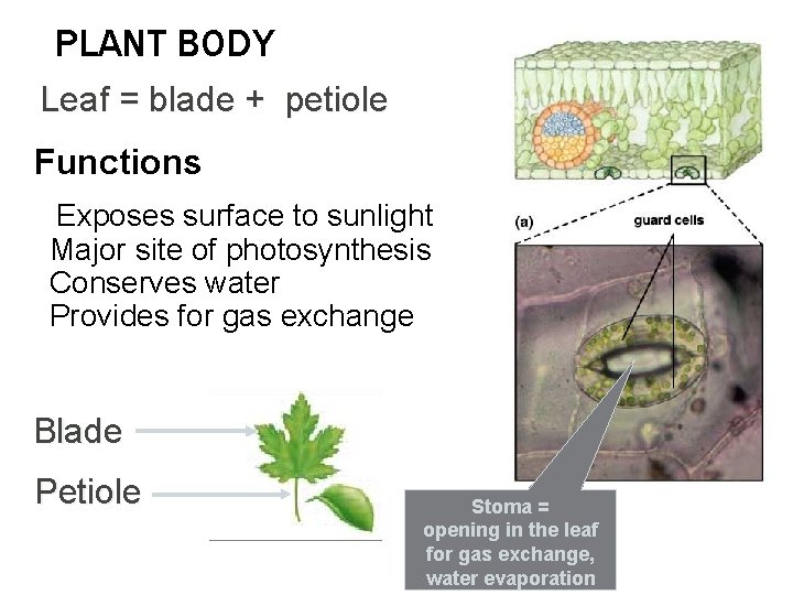 Plant Structure and Function Is It a Stem