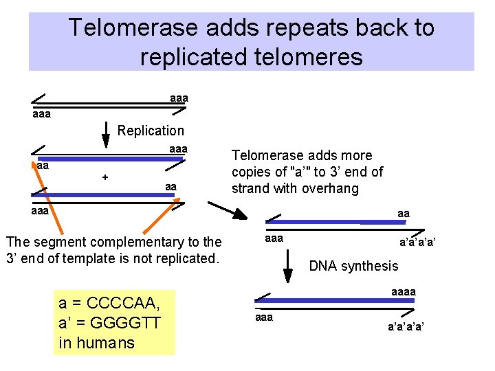 Topological Problems in Replication Linear Chromosomes Telomerase for