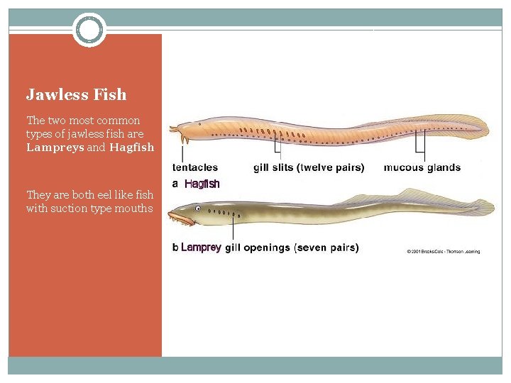 Animal Types FISH Objectives LIST THE FOUR COMMON