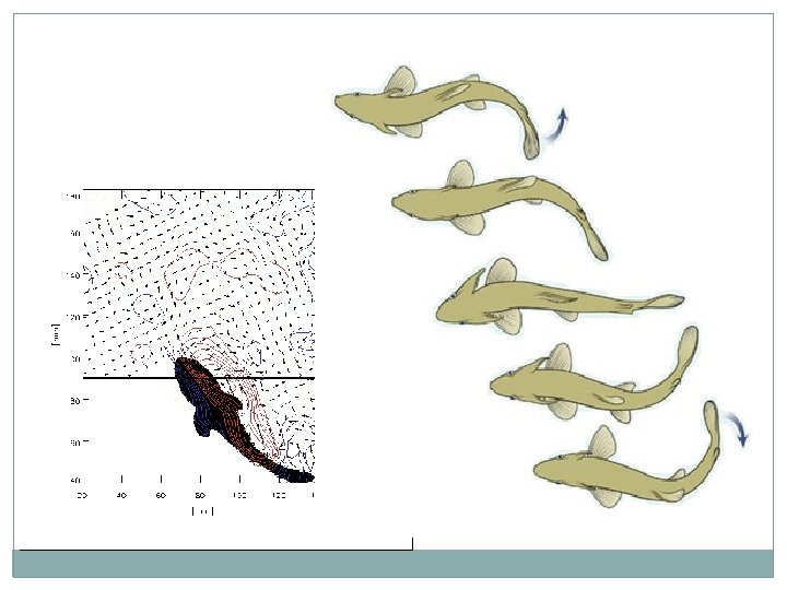 Animal Types FISH Objectives LIST THE FOUR COMMON