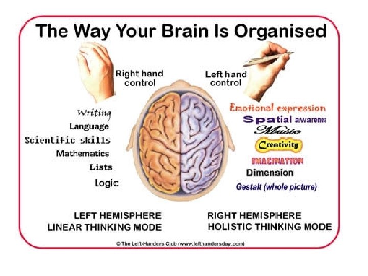 Cerebral Lateralization The tendency for each hemisphere of