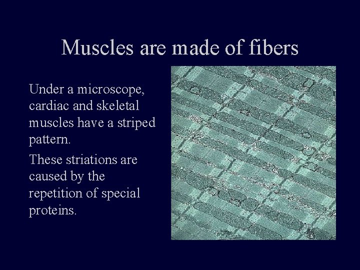 Sarcomeres How the Combined Effects of Lots of