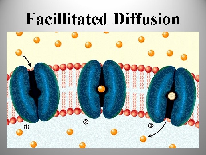 Cell Membranes and transport of Materials Do Now
