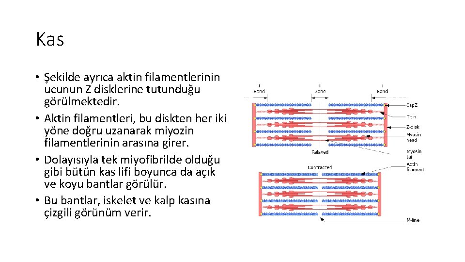ANATOM ve fzyoloj BMET 111 Kas nsanolunun hareket