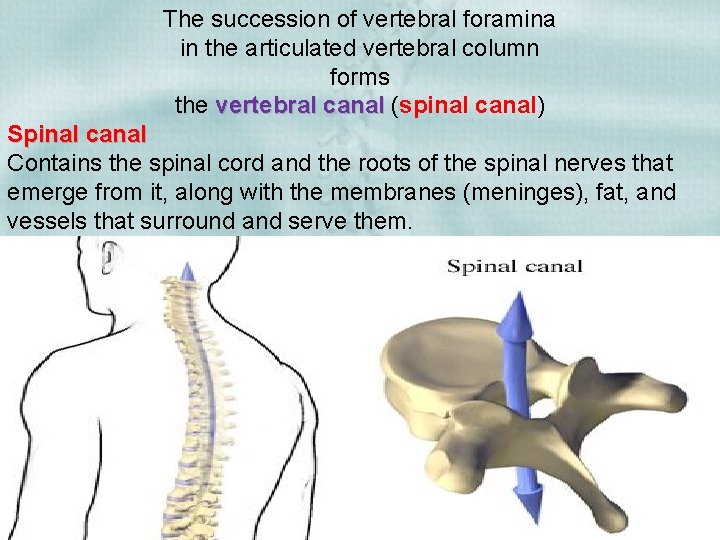 VERTEBRAL COLUMN RIBS STERNUM Yeditepe University Medical School