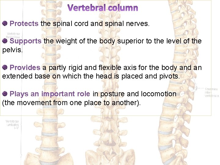 VERTEBRAL COLUMN RIBS STERNUM Yeditepe University Medical School