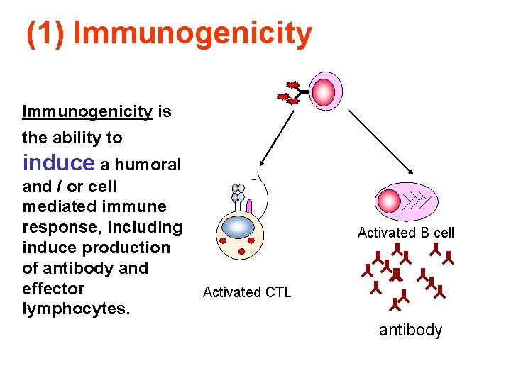 DEPARTMENT OF IMMUNOBIOLOGY Antigens Ag Xiaowu Hong xiaowuhongfudna