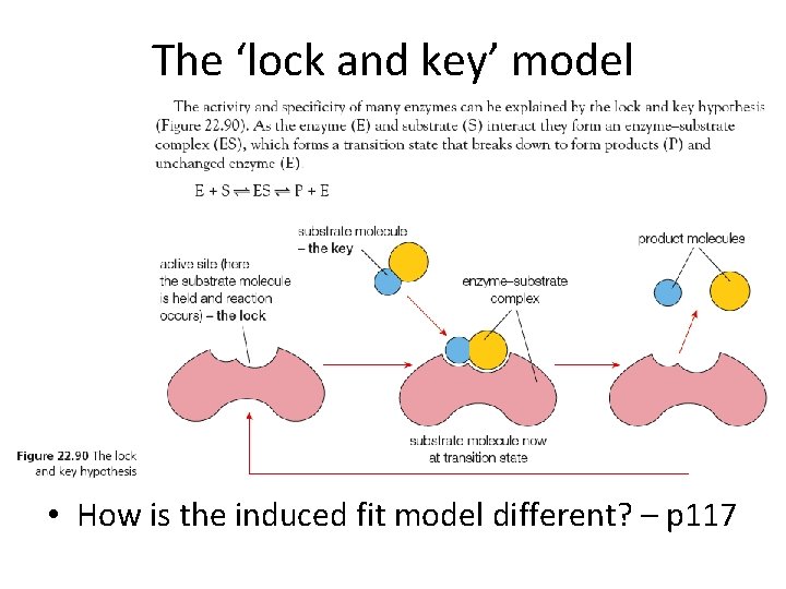 What are enzymes Every cell requires hundreds of