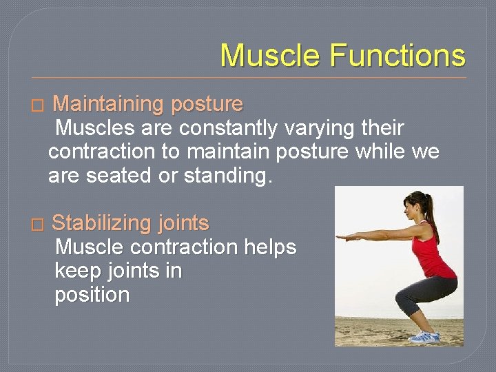 Introduction to the Muscular System October 21 2019