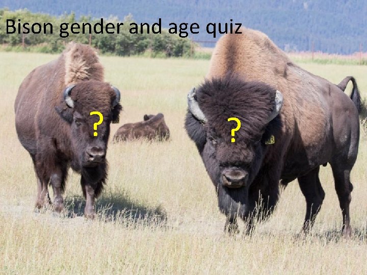 Wood bison genderage ID Male bison characteristics Head