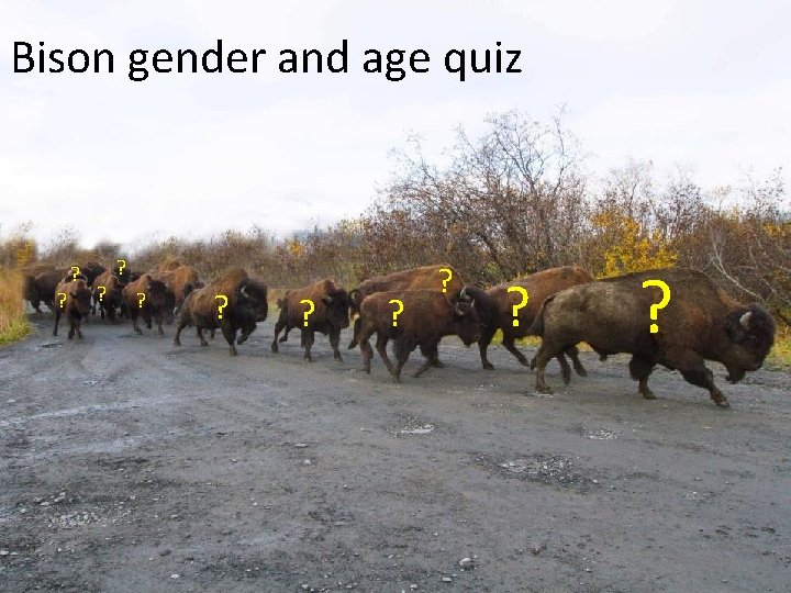 Wood bison genderage ID Male bison characteristics Head