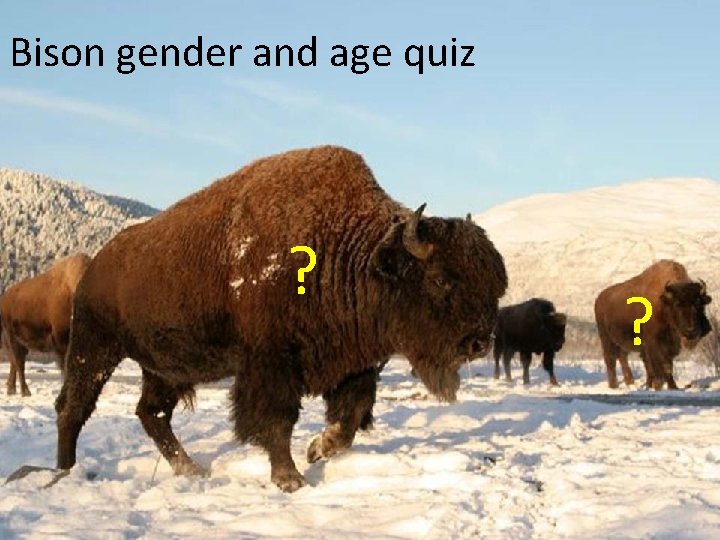 Wood bison genderage ID Male bison characteristics Head