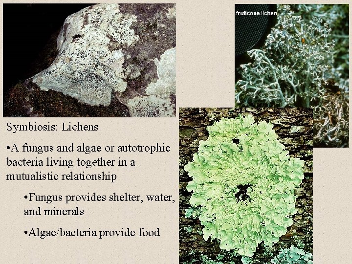 Fungi Characteristics 1 Unicellular and Multicellular Eukaryote 2