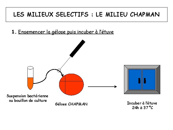 LES MILIEUX SELECTIFS LE MILIEU CHAPMAN 1 Ensemencer