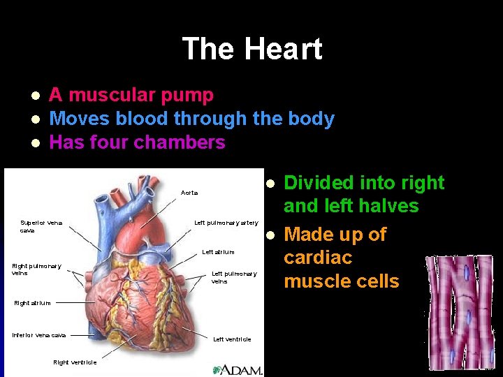 The Circulatory System Functions of the Circulatory System