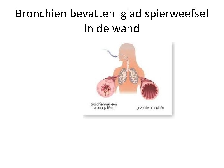 Anatomie en fysiologie ademhaling Doelstellingen De anatomie beheersen