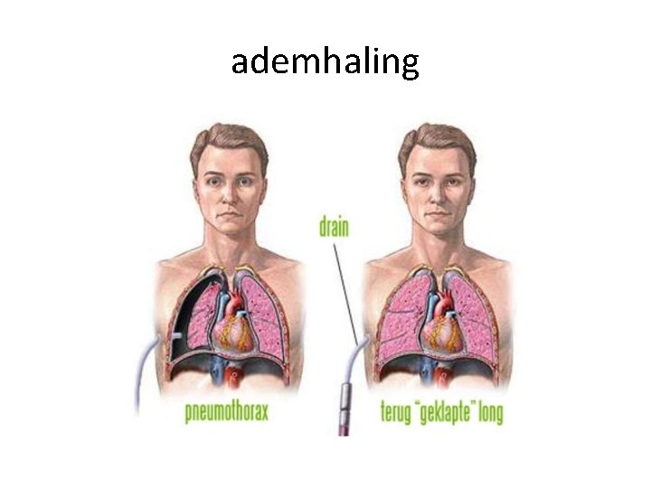 Anatomie en fysiologie ademhaling Doelstellingen De anatomie beheersen