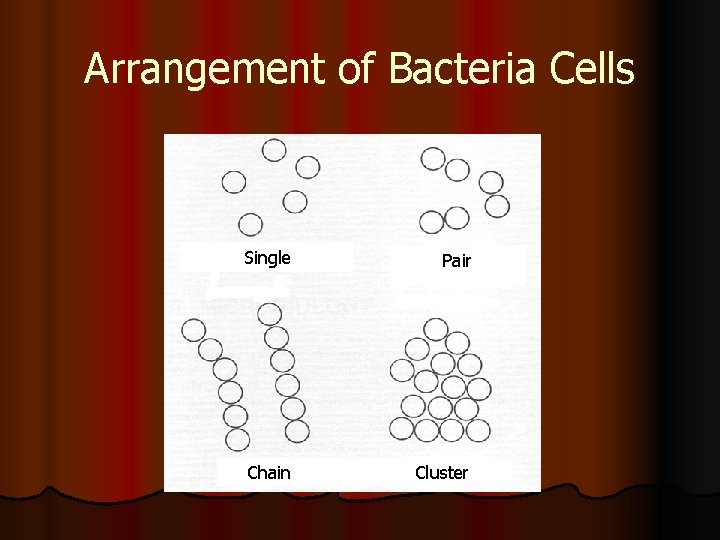 BACTERIA BACTERIA Prokaryotes Characteristics of Bacteria plasma membrane