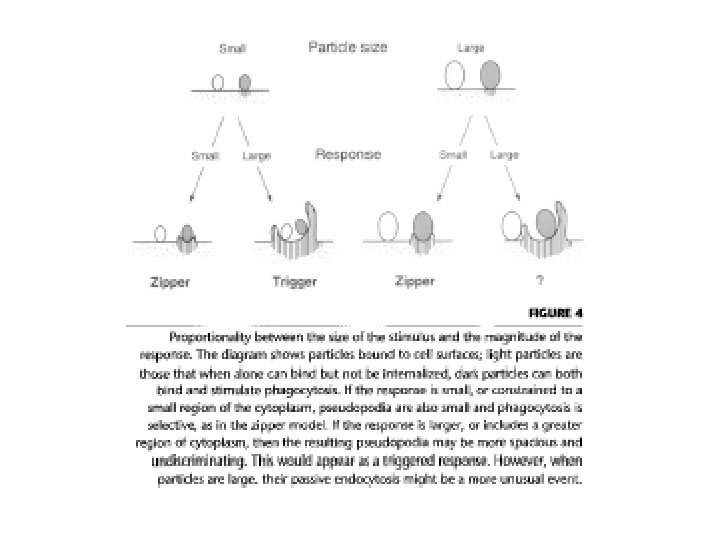 Zipper Mechanism Ingestion occurs by sequential engagement of