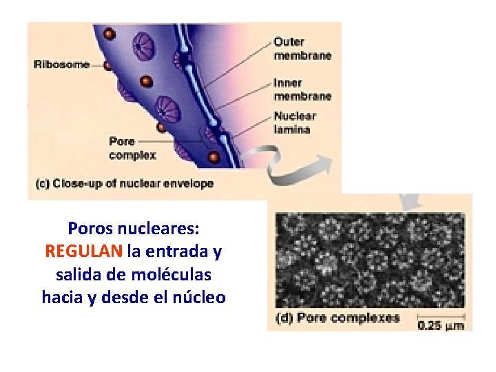Sistema de Endomembranas Sistemas de membranas Ncleo Contiene