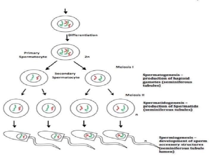 REPRODUCTIVE SYSTEM By Danielle WaltersCarder Ryan Warrick Note