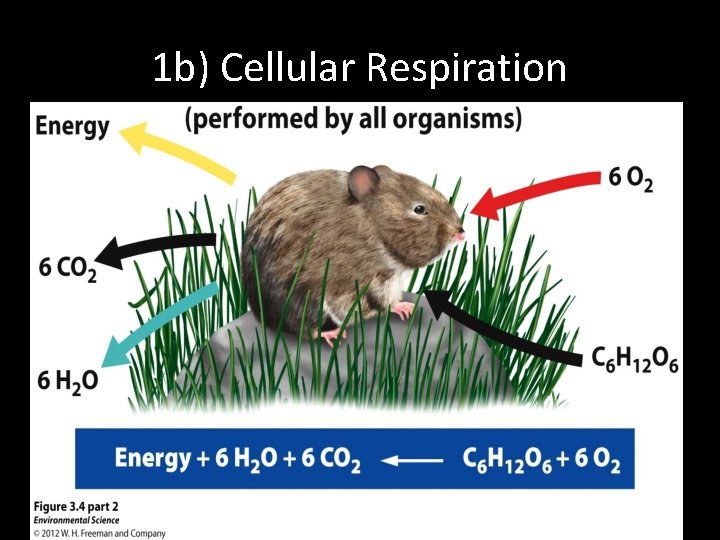 Chp 3 Ecosystem Ecology Ecosystem Boundaries Boundaries can