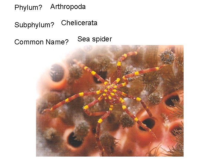 Arthropoda Phylum Chelicerata Subphylum Horseshoe crab Common name
