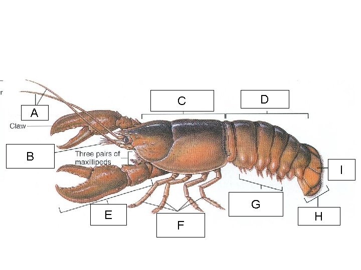 Arthropoda Phylum Chelicerata Subphylum Horseshoe crab Common name