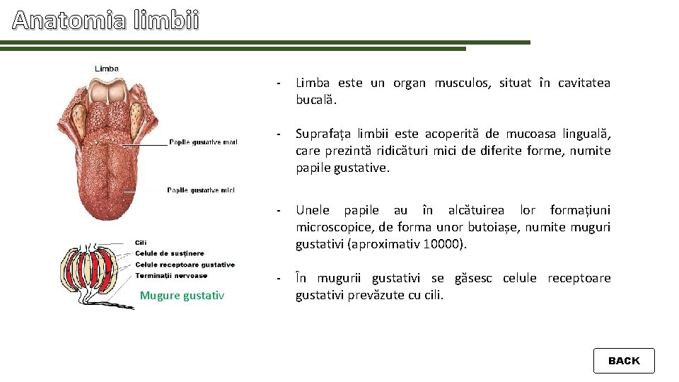 FLORIN VIU Gustul i mirosul Anatomia limbii Fiziologia