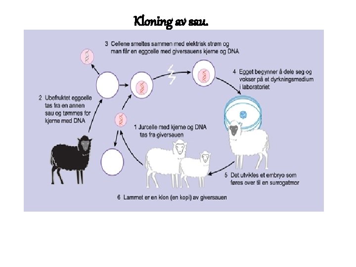 Kloning Hva kan man klone Hvordan kan man