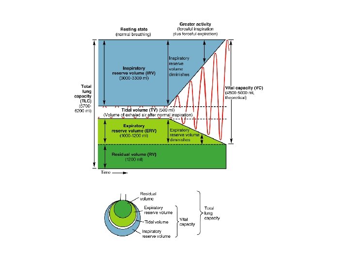 Slide 25 33 of 33 RESPIRATION Expiration Quiet