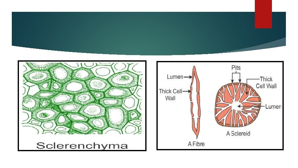 Unit 4 Plant AnatomyI Topic Simple Tissues Collenchyma