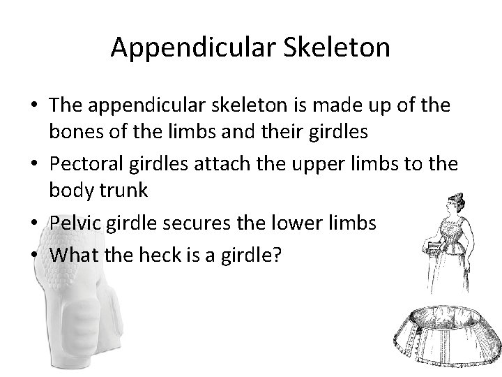 The Appendicular skeleton Appendage add on limb Why