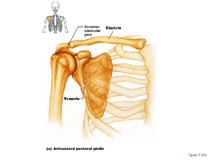 The Appendicular skeleton Appendage add on limb Why