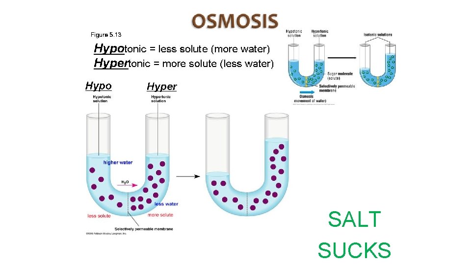 Cell Transport Notes Cell Membrane Also known as