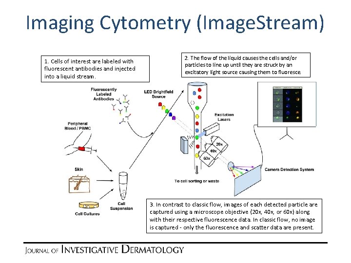 Research Techniques Made Simple Flow Cytometry II Mass