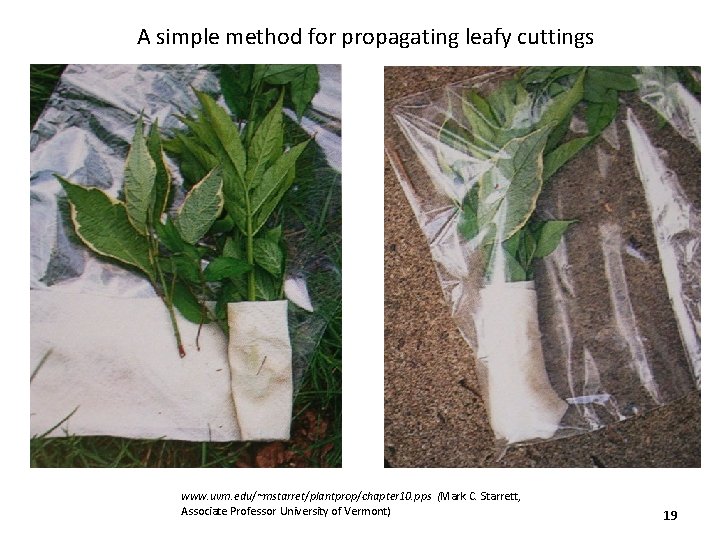 Chapter 5 Plant Propagation Part 2 Asexual Propagation