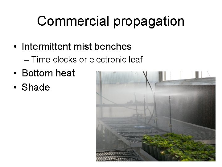 Chapter 5 Plant Propagation Part 2 Asexual Propagation